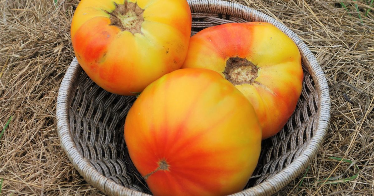 Organic seeds - Pink princess cherry tomato