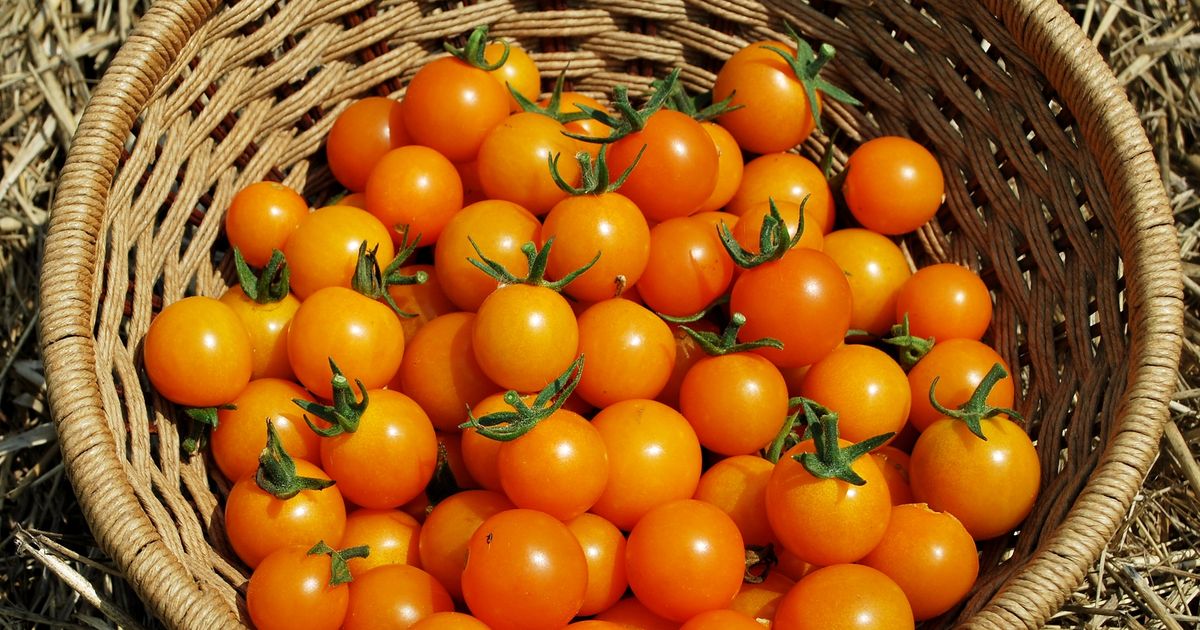Semence - Tomate cerise Orange Soleil