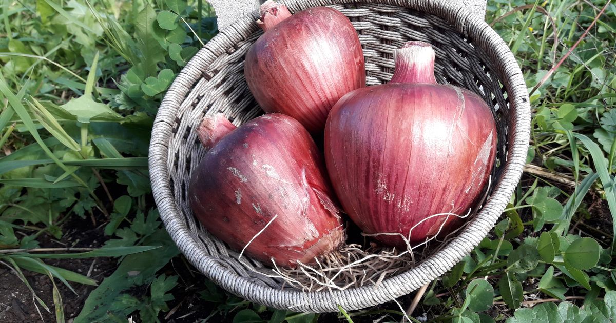 Semences artisanales-Oignon Rouge Rossa di milano