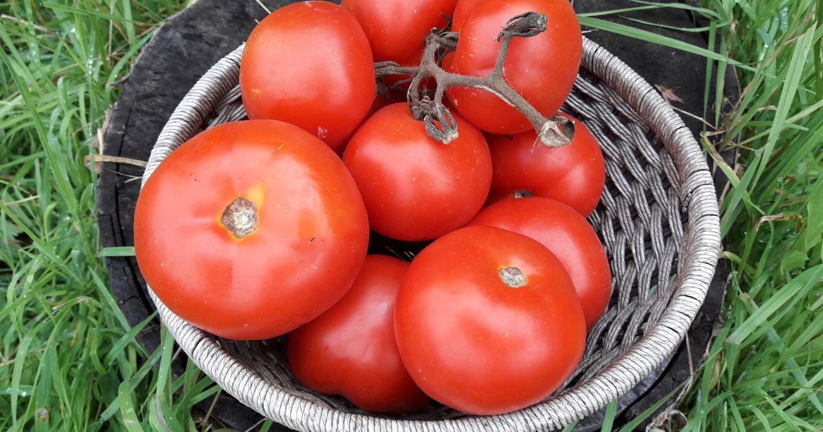 Local seeds- Oldendorf tomato