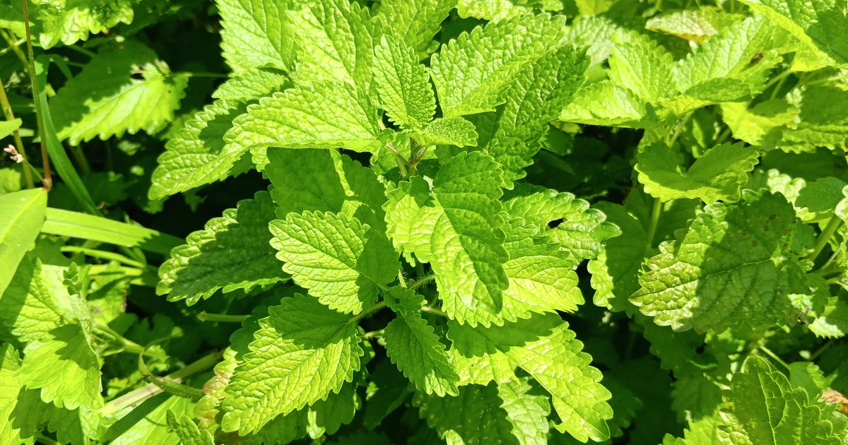 Seeds-Lemon balm