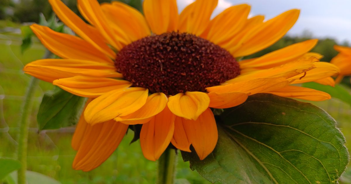 Seeds-Sunflower Soraya