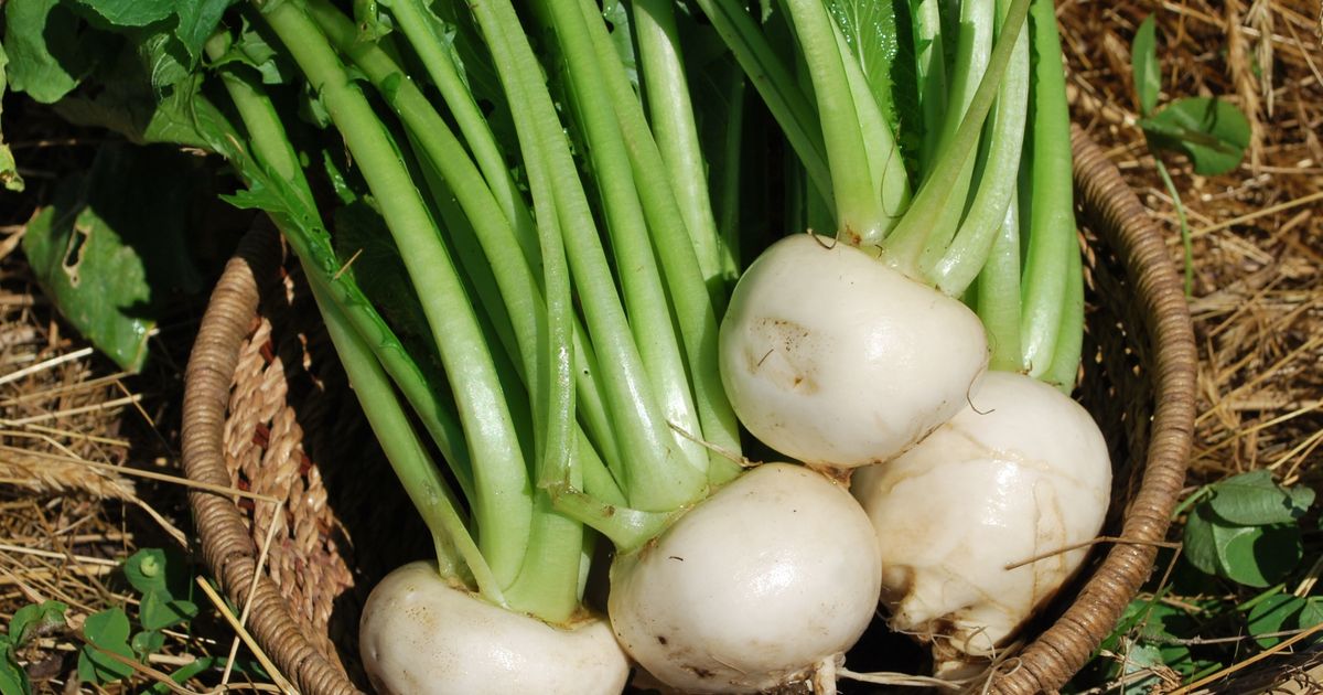 Semence - Rabiole Tokyo market