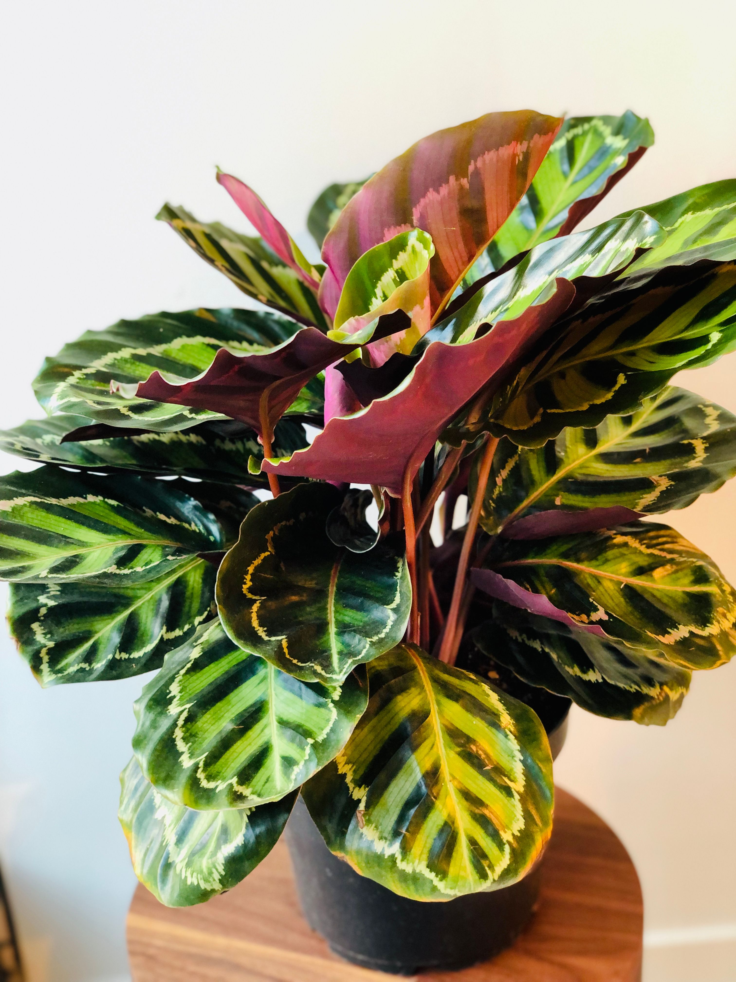 CALATHEA (MEDALLION) CALATHEA (MEDALLION)