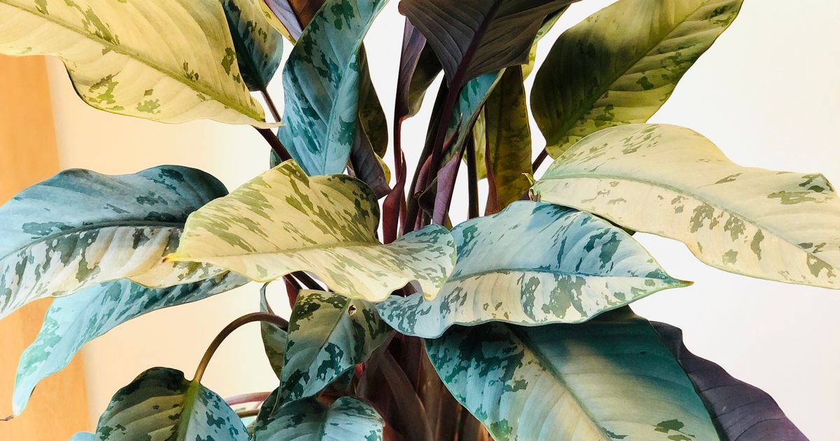 APOBALLIS ACUMINATISSIMA