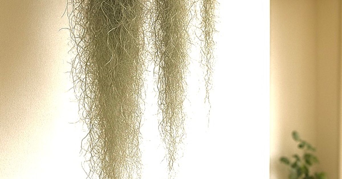 SPANISH MOSS (ALIVE)