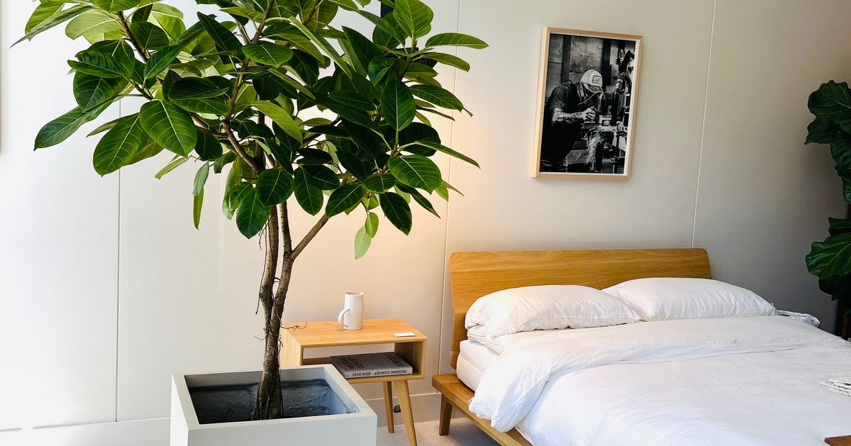 FICUS ALTISSIMA/ AUDREY