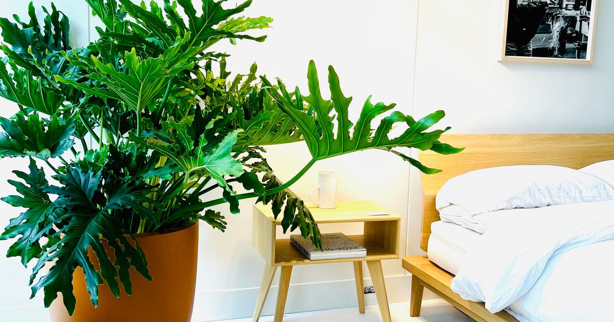 PHILODENDRON (SELLOUM HOPE)